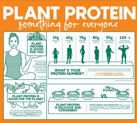 Plant Protein Infographic | Creative Magazine